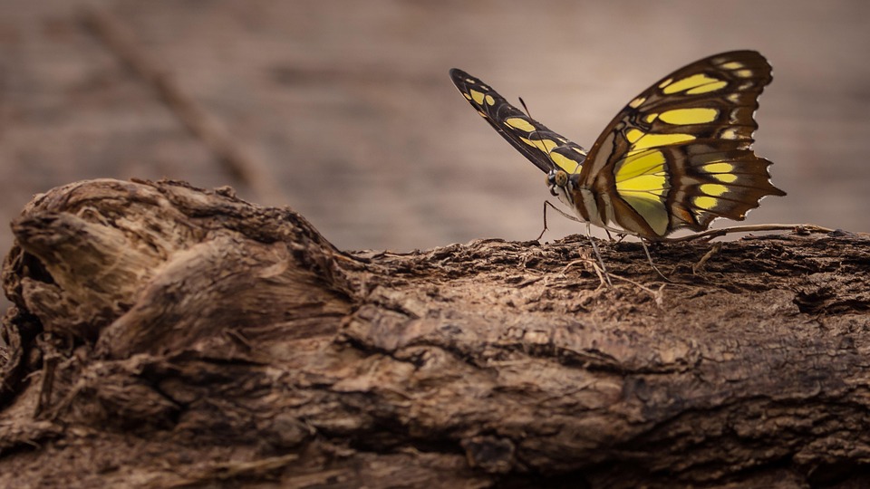 Papillon Machaon Insecte Tronc - Photo gratuite sur Pixabay