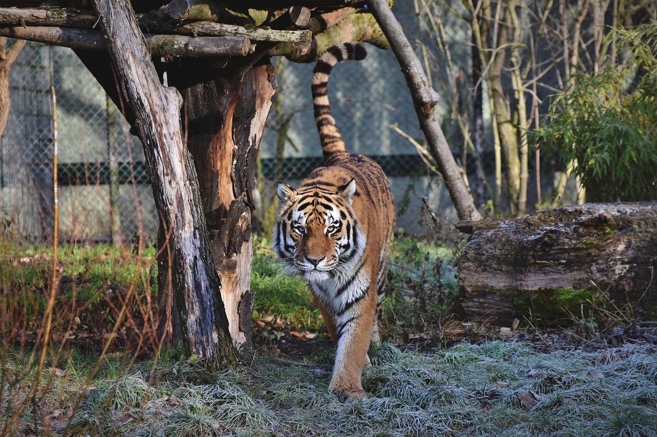 Animal Tiger Mammal - Free photo on Pixabay