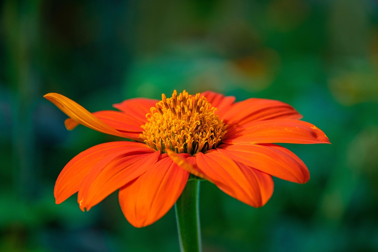 Tithonia Rotundifolia Mexican - Free photo on Pixabay - Pixabay