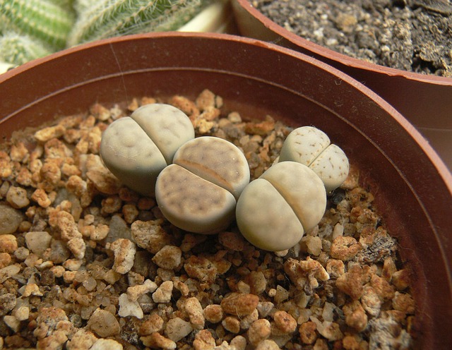 Lithops Kleine Plant - Kostenloses Foto auf Pixabay - Pixabay