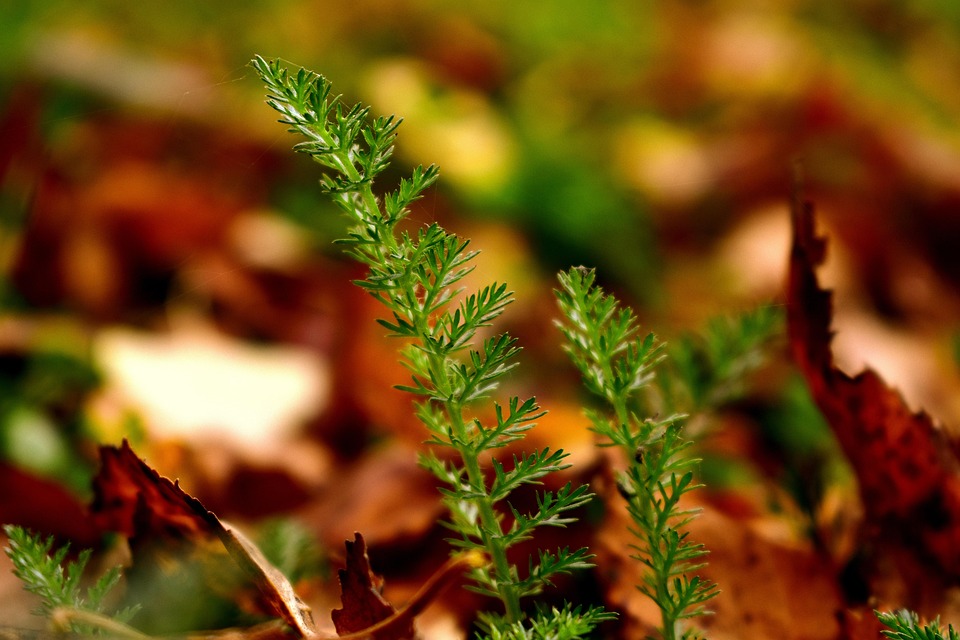 Grass Nature Botany - Free photo on Pixabay - Pixabay