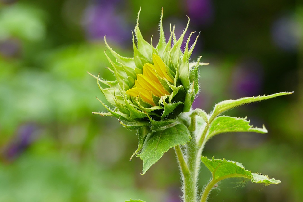 Tournesol Bourgeon Floral Jardin - Photo gratuite sur Pixabay - Pixabay