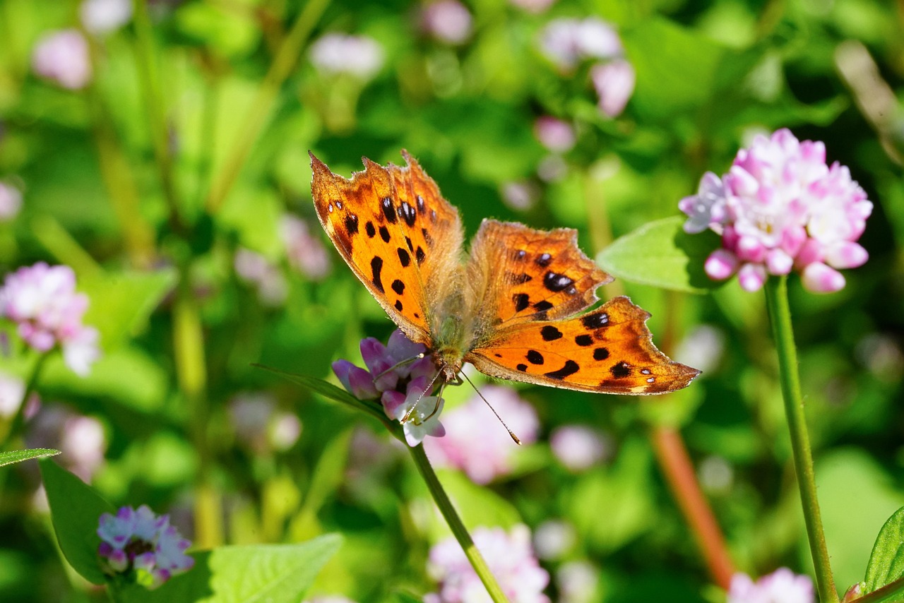 Butterfly Flower Pollinate - Free photo on Pixabay