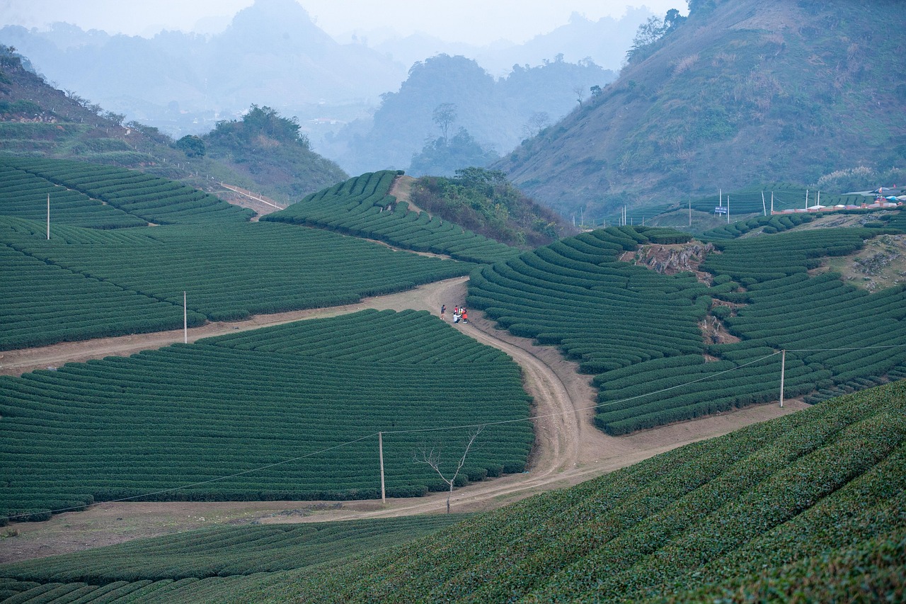 Vietnam Plantation Farmland Son - Free photo on Pixabay