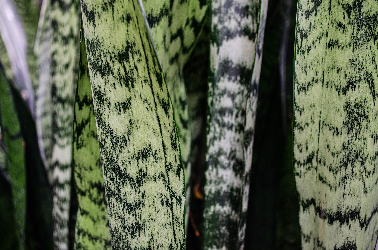Plantelor Natura Verde - Fotografie gratuită pe Pixabay - Pixabay
