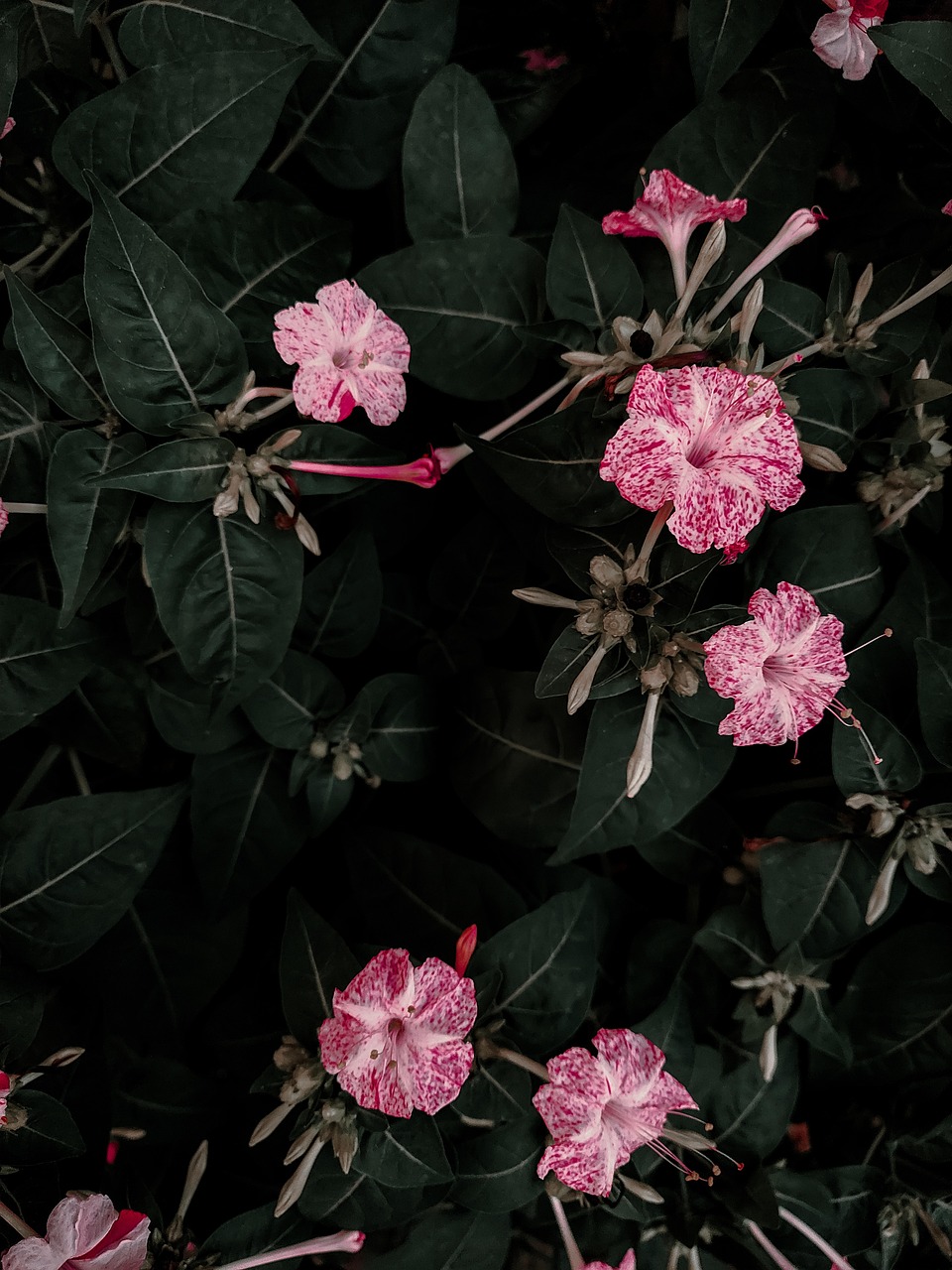 Pink Flowers Garden Nature - Free photo on Pixabay - Pixabay