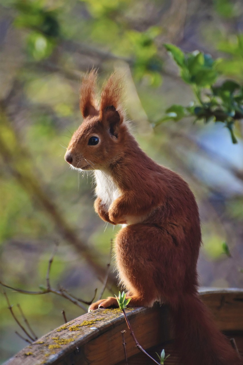 Animal Squirrel Mammal - Free photo on Pixabay - Pixabay