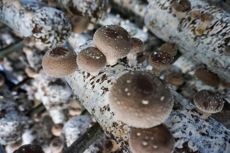 Edible Fungi Greenhouse - Free photo on Pixabay - Pixabay