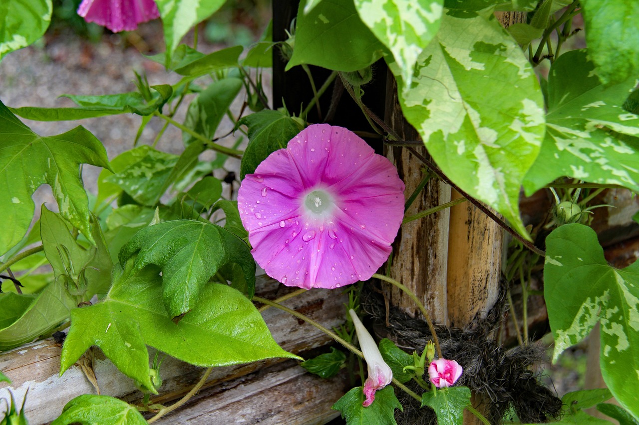 Morning Glory Ipomoea Nil Flower - Free photo on Pixabay