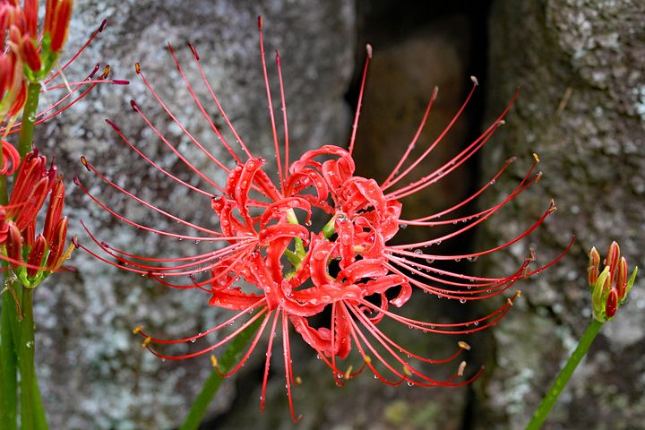 60+ Free Red Spider Lily & Spider Lily Images - Pixabay