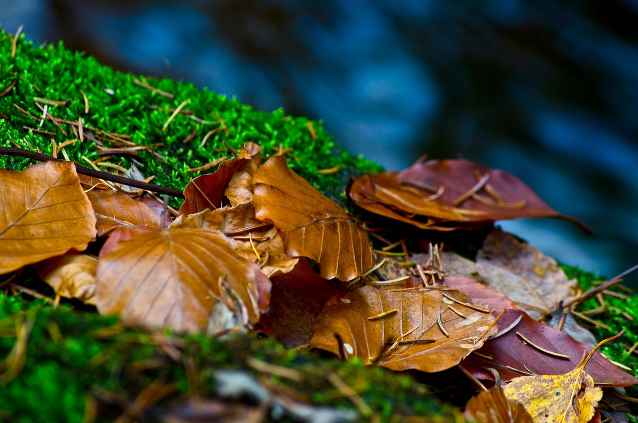 Folhas Outono Floresta - Foto gratuita no Pixabay - Pixabay