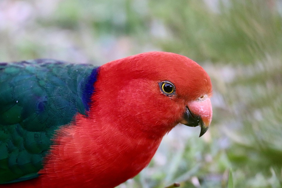 Bird Parrot Ornithology - Free photo on Pixabay - Pixabay