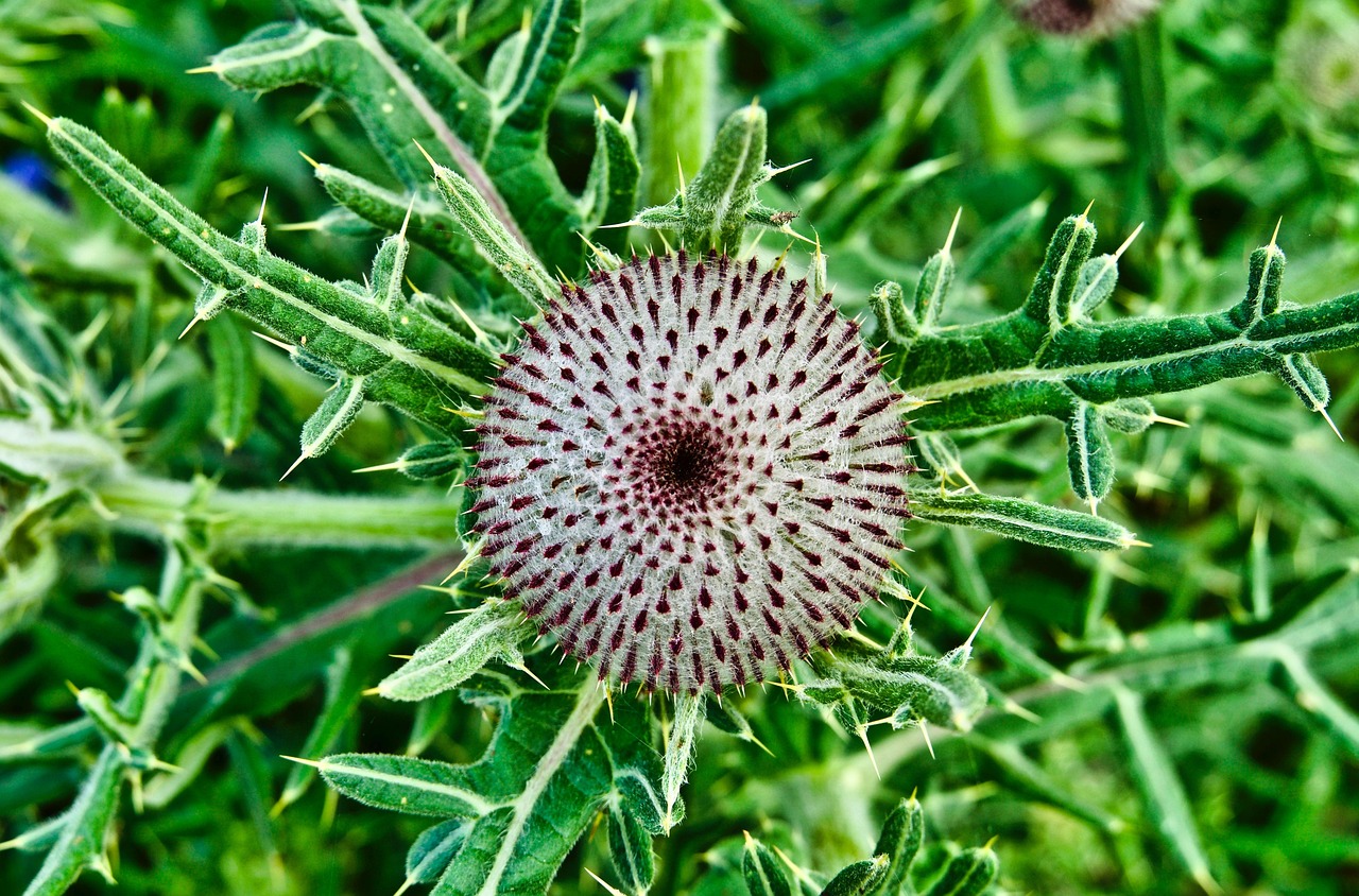 Woolly Thistle Flower Bud - Free photo on Pixabay - Pixabay