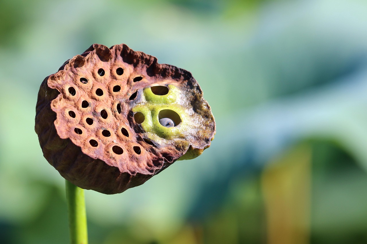 Bud Botany Lotus - Free photo on Pixabay