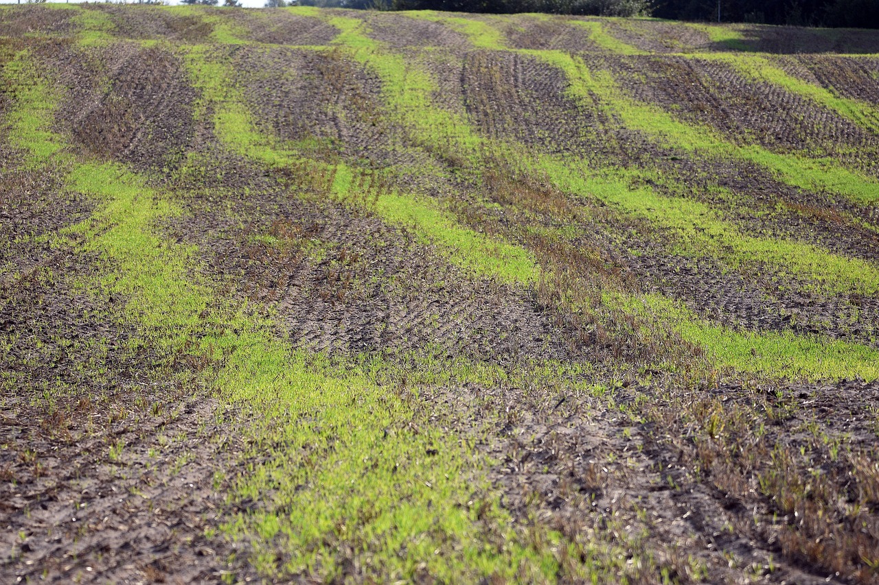 Nature Field Agriculture - Free photo on Pixabay - Pixabay