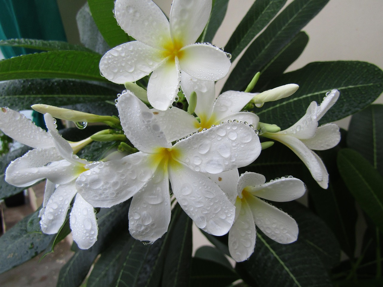 Fleur Blanche Nature Bloom - Photo gratuite sur Pixabay - Pixabay