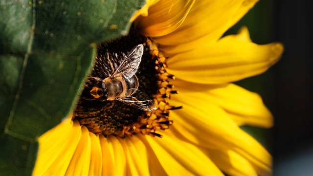 Sunflower Bee Pollination - Free photo on Pixabay - Pixabay