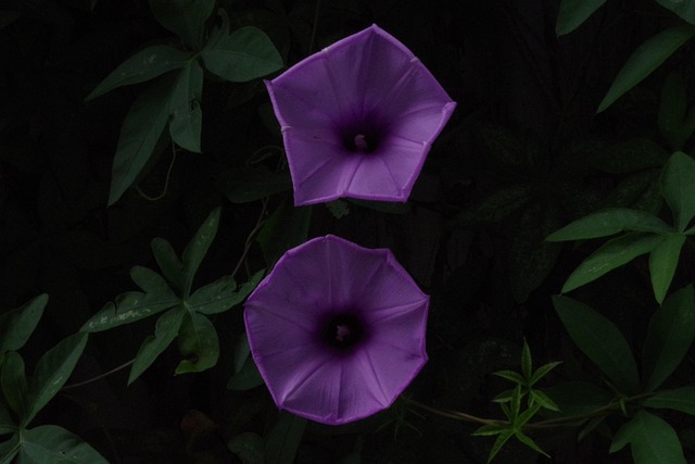 Winden Blumen Lilane - Kostenloses Foto auf Pixabay - Pixabay