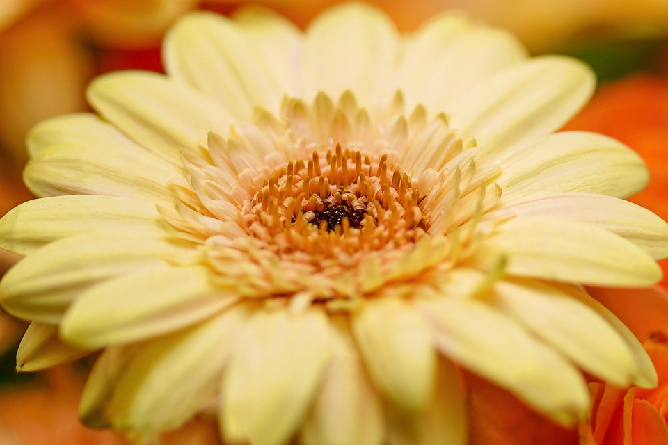 Gerbera Transvaal Daisy Yellow - Free photo on Pixabay