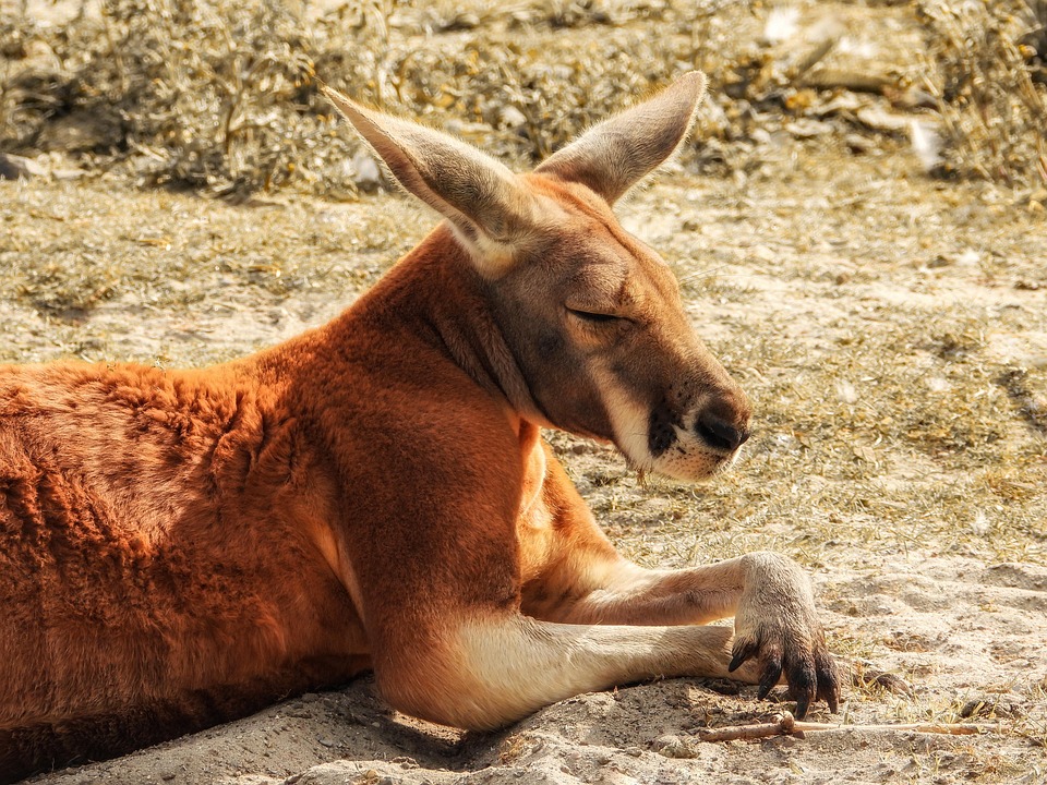 Kangaroo Marsupial Animal - Free photo on Pixabay - Pixabay