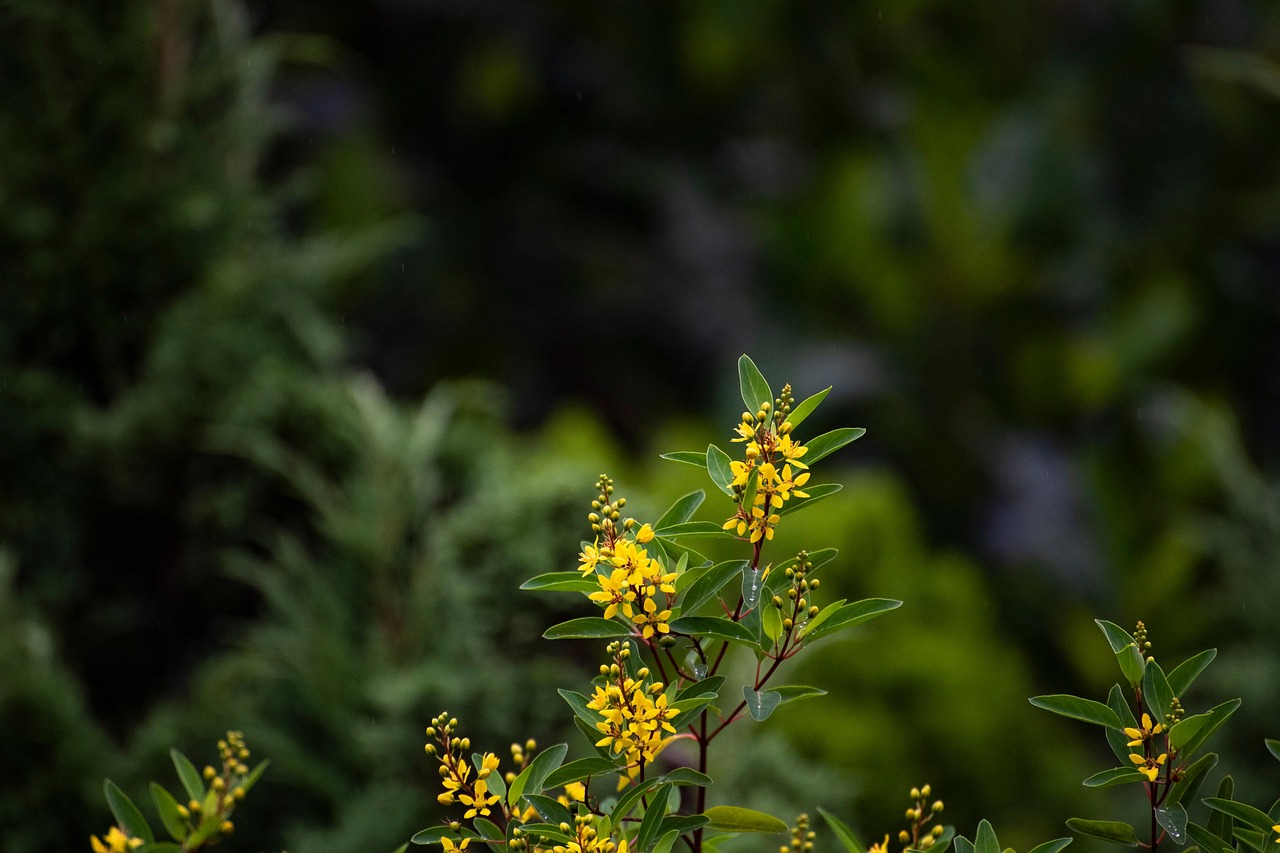 Flores De Color Amarillo Jardín - Foto gratis en Pixabay - Pixabay