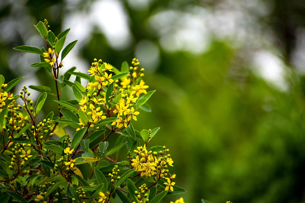 Flores De Color Amarillo Planta - Foto gratis en Pixabay