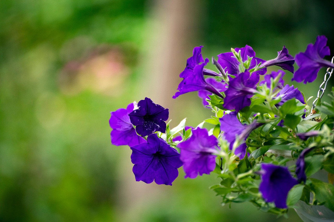 1,000+ Free Petunias & Nature Images - Pixabay