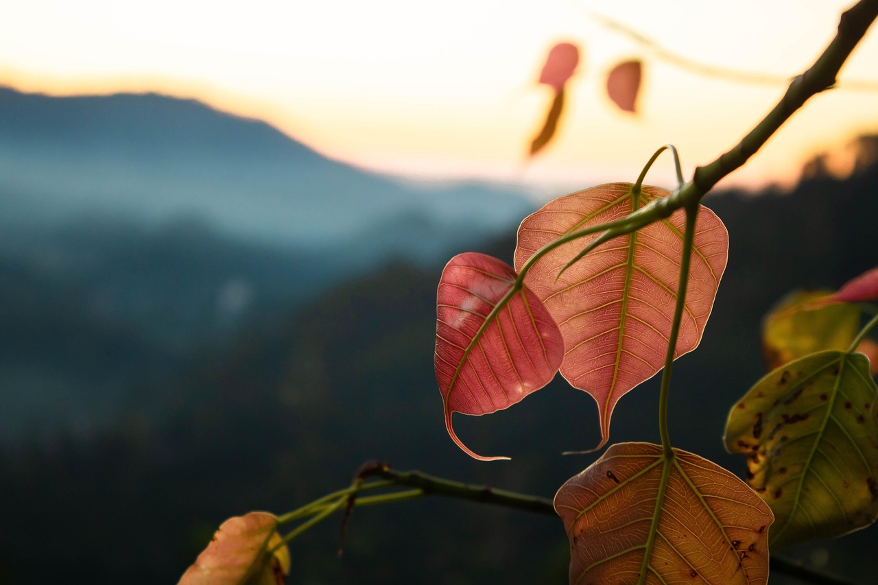 Folhas Bo Folha Árvore - Foto gratuita no Pixabay - Pixabay