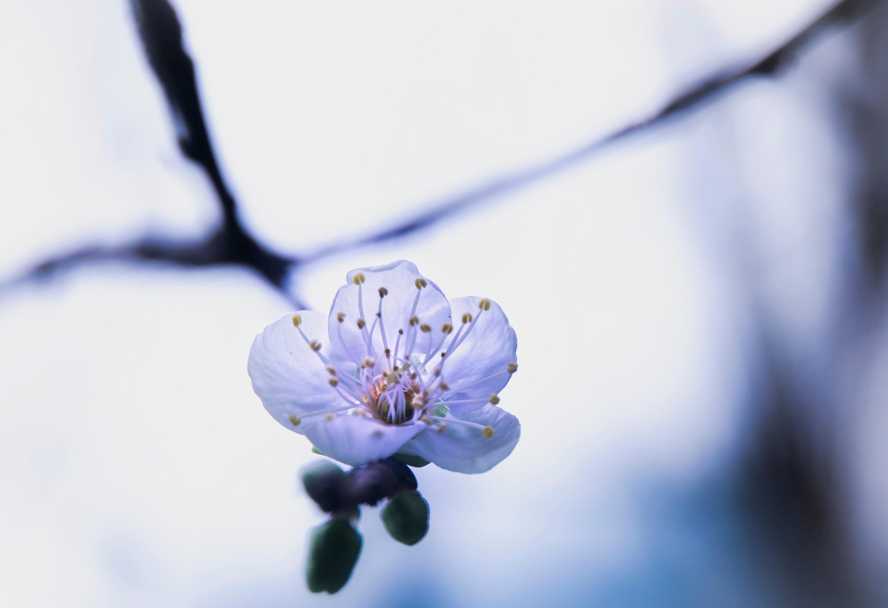 Flower Bloom Botany - Free photo on Pixabay - Pixabay