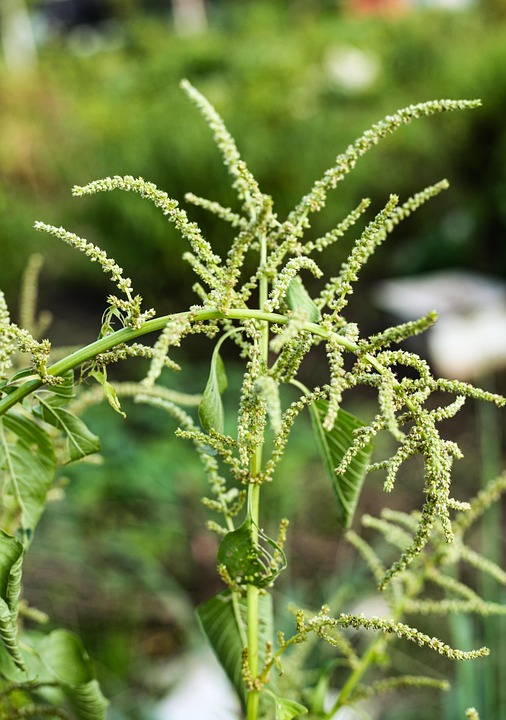 Plantes Nature Botanique - Photo gratuite sur Pixabay - Pixabay