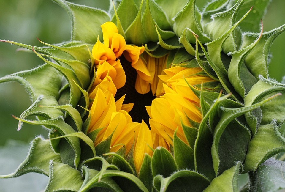 Flower Sunflower Botany - Free photo on Pixabay
