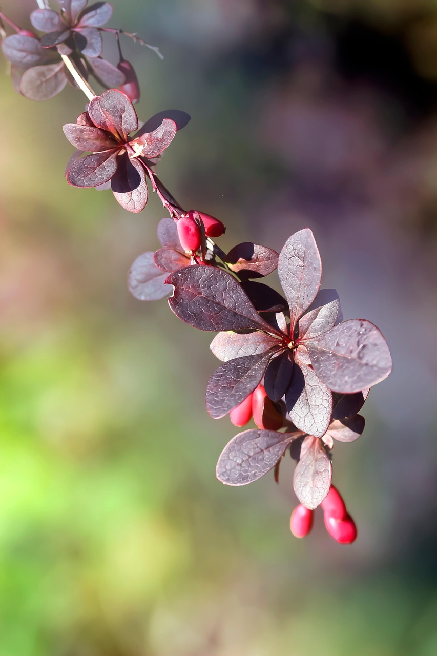 Leaves Botany Plant - Free photo on Pixabay - Pixabay