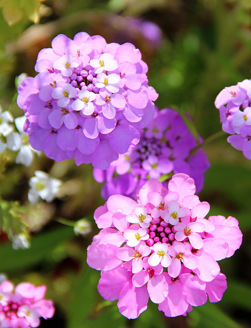 Garden Candytuft Flowers Plant - Free photo on Pixabay
