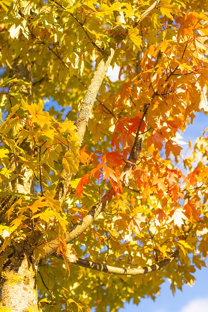 Herbst Blatt Baum - Kostenloses Foto auf Pixabay