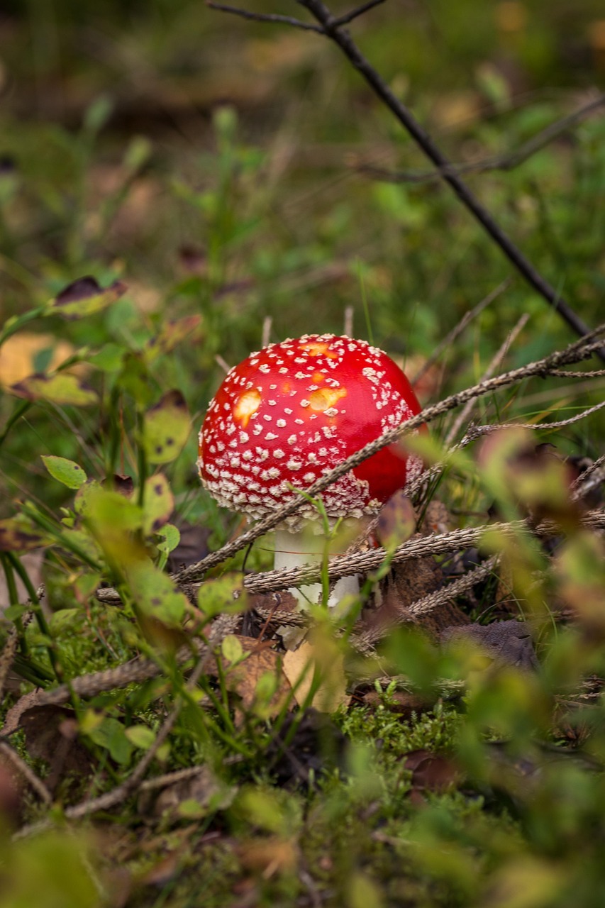 Mushroom Fungus Fly Agaric - Free photo on Pixabay - Pixabay