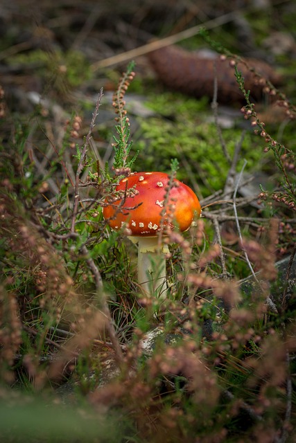Cogumelo Fungo Agarico Voar - Foto gratuita no Pixabay - Pixabay