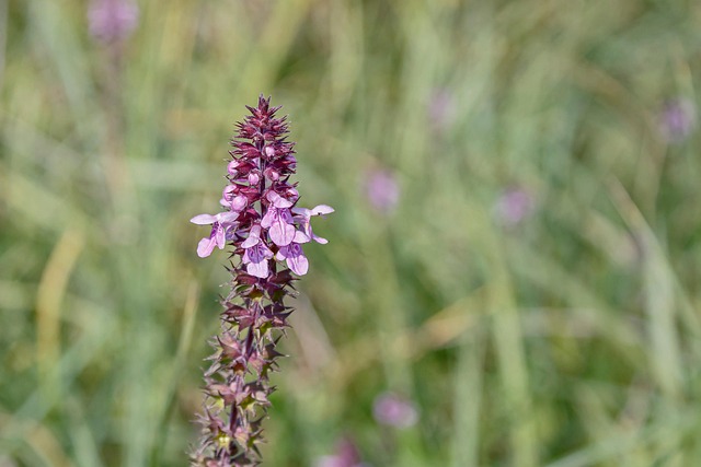 Marsh Woundwort Flowers Plant - Free photo on Pixabay