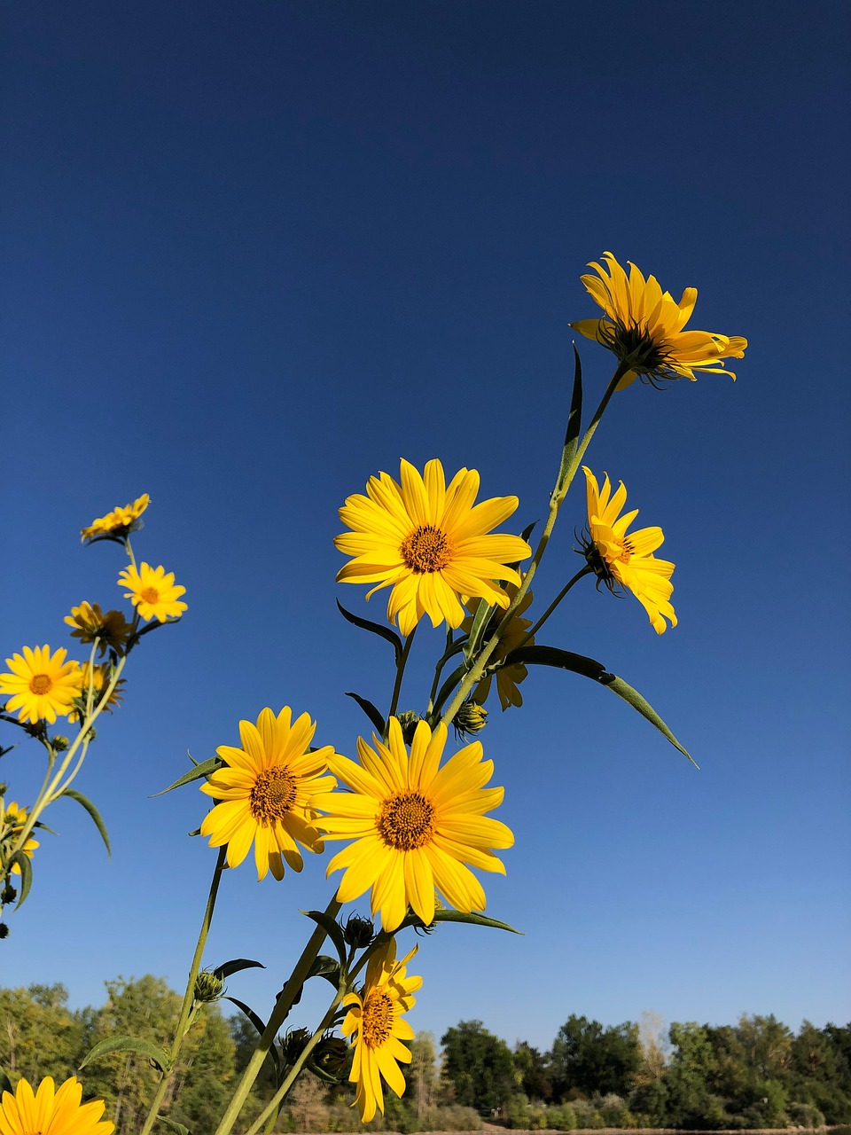 Wildflowers Yellow