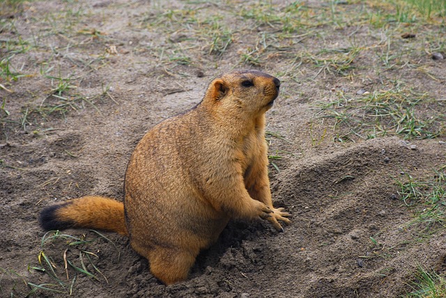 Animal Marmot Mammal - Free photo on Pixabay - Pixabay