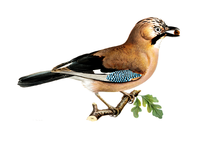 900+ Free Jay & Nature Images - Pixabay