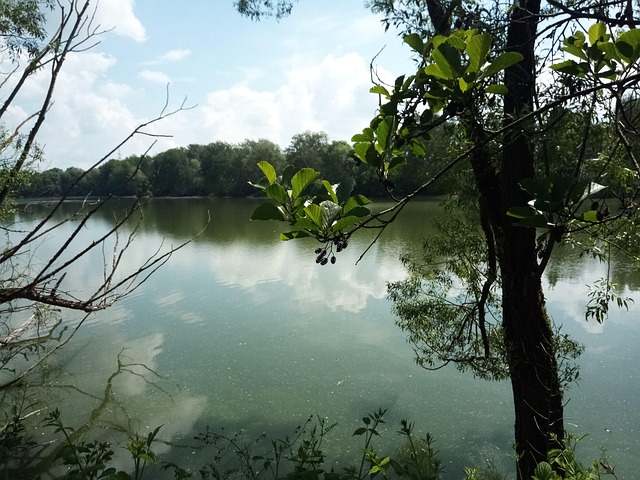 Arbre Lac - Photo gratuite sur Pixabay