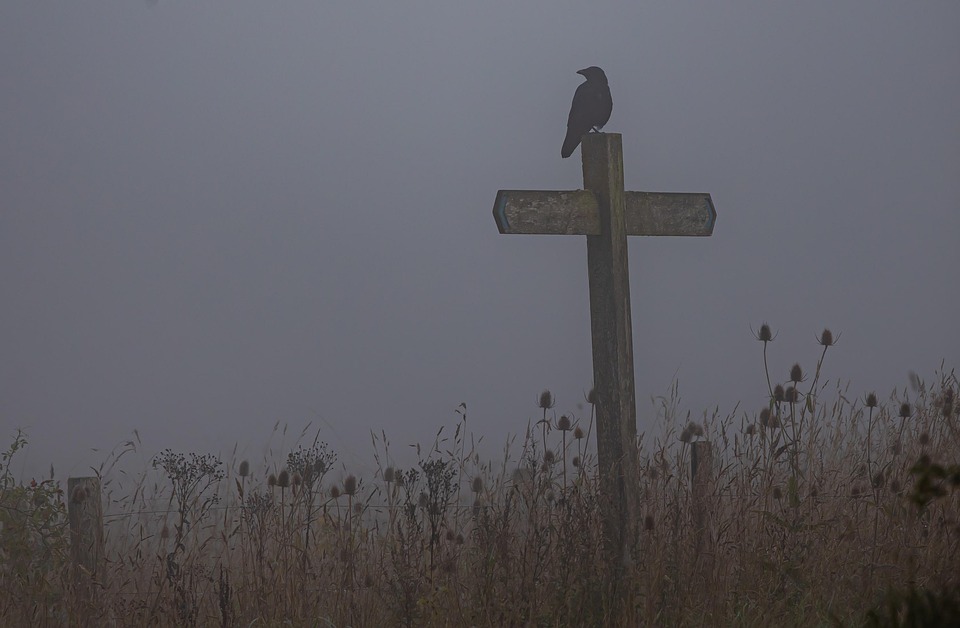 Cross Crow Misty - Free photo on Pixabay - Pixabay