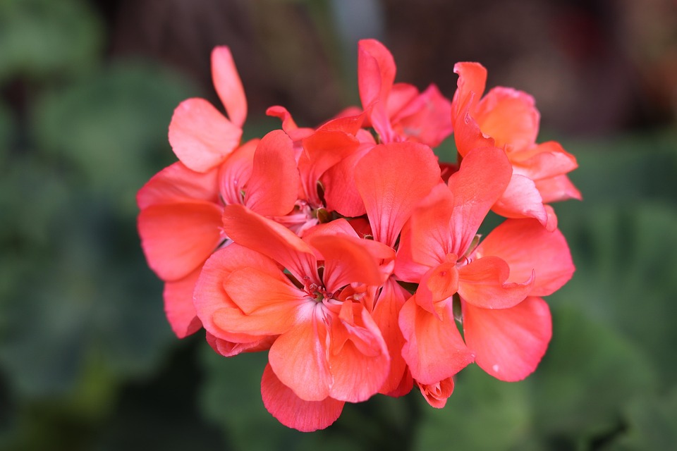 Geranium Flowers Plant - Free photo on Pixabay - Pixabay