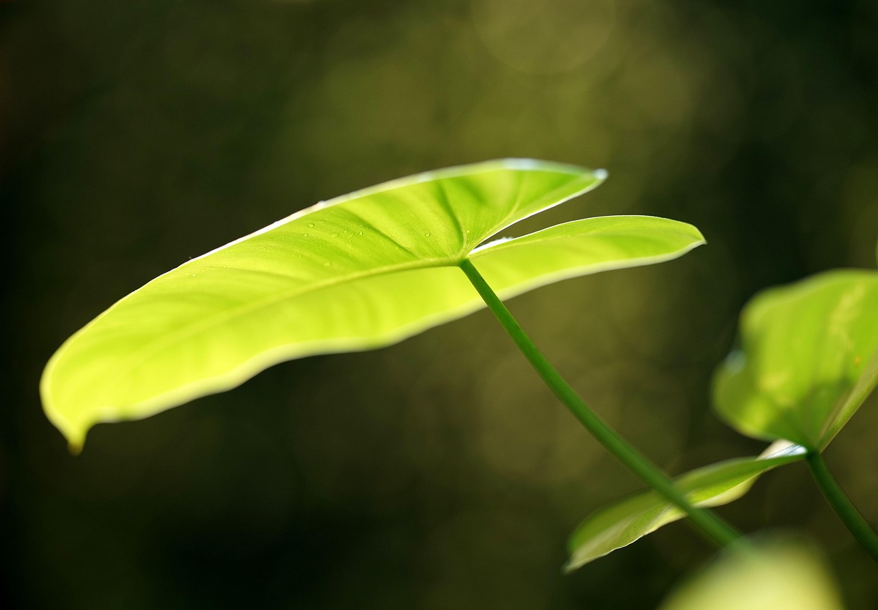 Leaf Plant Foliage - Free photo on Pixabay