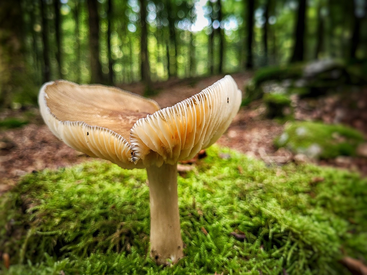 Mushroom Plant Nature - Free photo on Pixabay - Pixabay