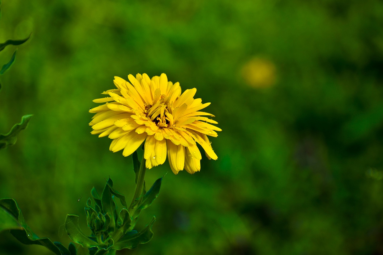 Heliopsis Flower Plant Yellow - Free photo on Pixabay