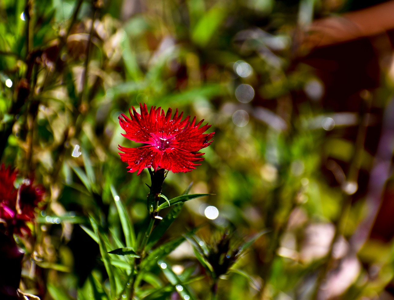 Bunga Kelopak Rumput - Foto gratis di Pixabay - Pixabay