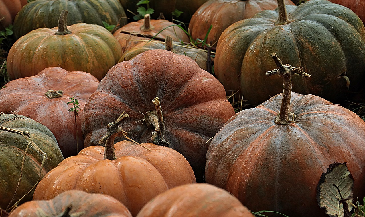 Pumpkins Pumpkin Patch Harvest - Free photo on Pixabay