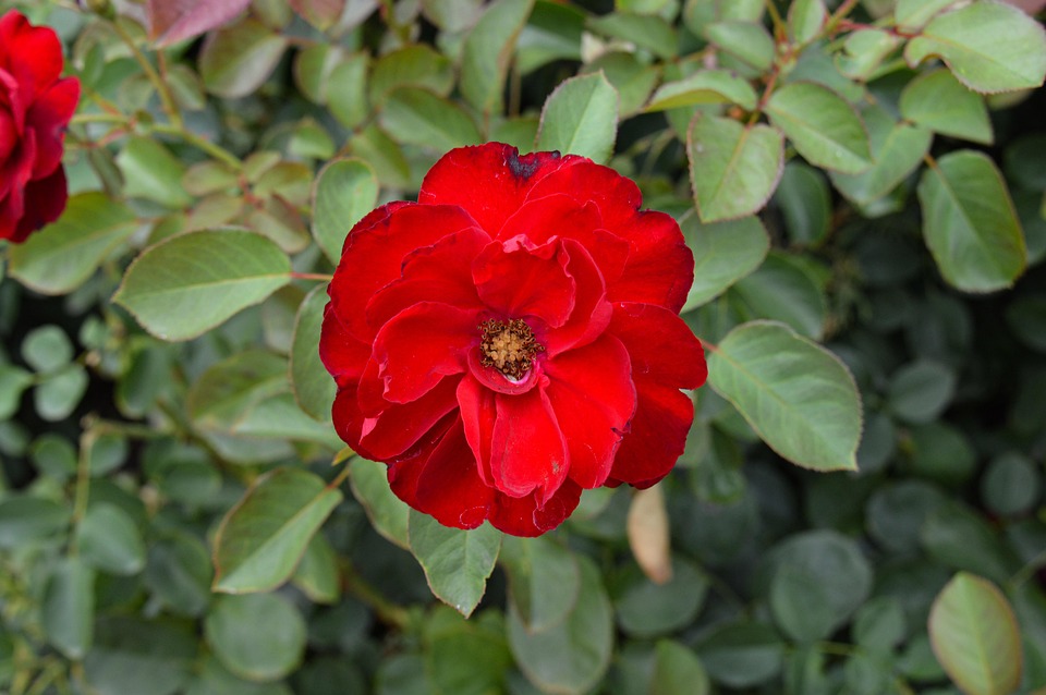 Floribunda Flower Plant Red - Free photo on Pixabay