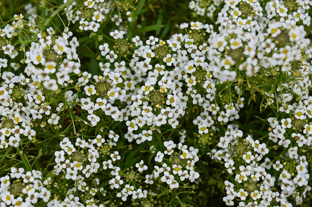 Fleurs Blanches Jardin - Photo gratuite sur Pixabay - Pixabay